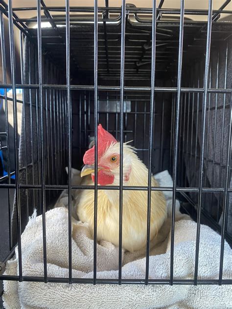 Kernel Update Hes Found A Home Rchickens
