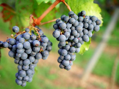 Uva Tannat Descubra Sus Principales Características