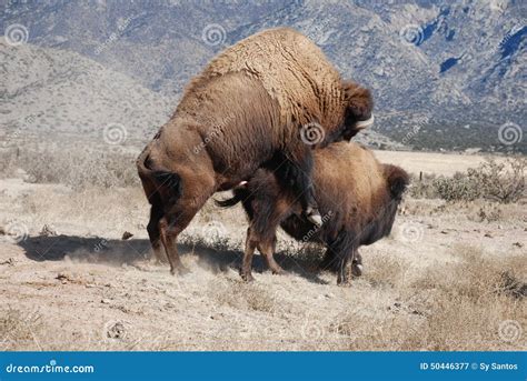 Buffalo Mating Stock Image Image Of Mate Mounted Ranch 50446377