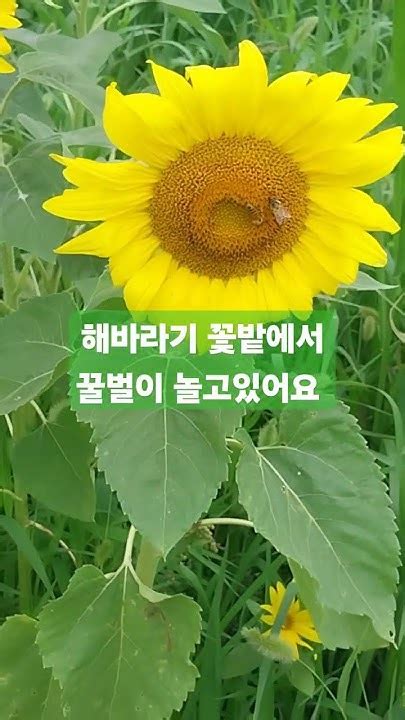 해바라기 꽃밭에서 꿀벌이 놀고있어요 해바라기 꿀벌 시골마을 Youtube
