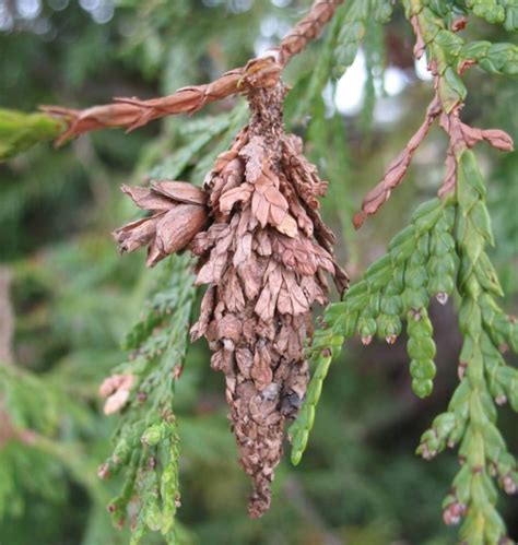 Disease Spotlight Bagworms Homer Companies