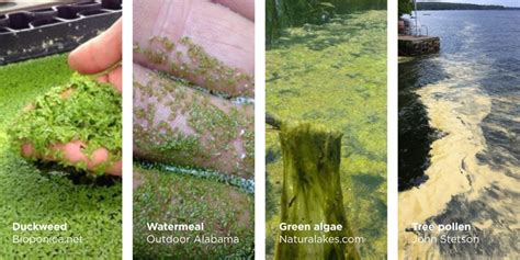 Pond Algae Identification