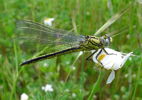 Gomphus Gomphus Picture Insect