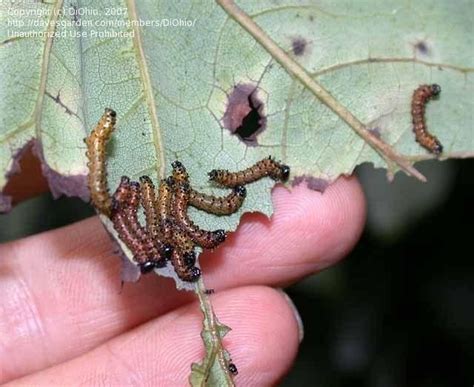 Bug Pictures Spiny Oak Worm Anisota Stigma By Amaryllisg