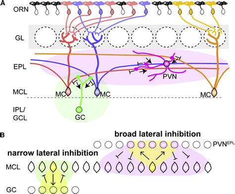 Dissecting Local Circuits Parvalbumin Interneurons Underlie Broad Feedback Control Of Olfactory