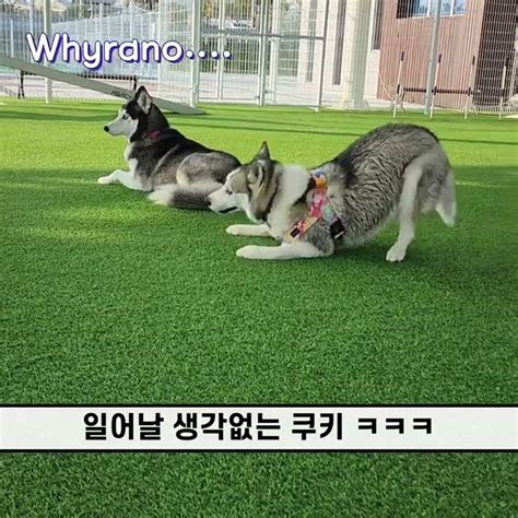 질척대마왕😈 시베리아허스키🐺 Youtube