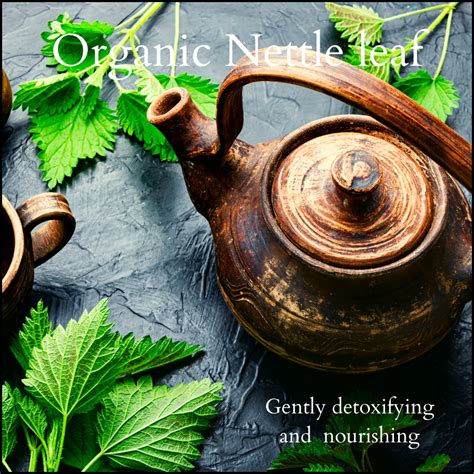 Organic Nettle Leaf Tea Holly Healthcare