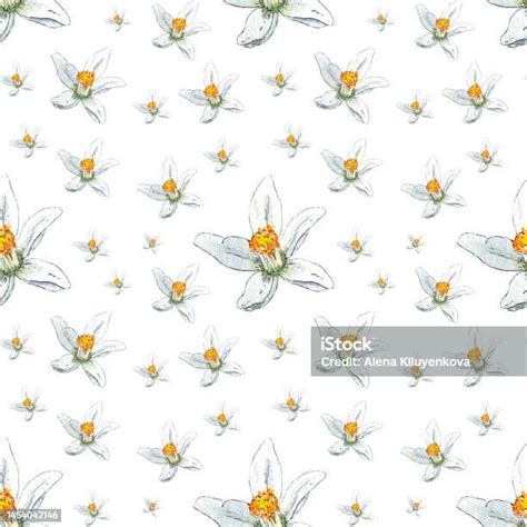 자몽 꽃 완벽 한 패턴입니다 수채화 그림 빨간 오렌지 꽃은 휴일 결혼식 로고 음식 디자인에 사용하기 위해 식물 스타일로 손으로 그립니다 화이트 블룸 레몬 배경 주제에 대한