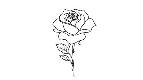 Animation Forms A Sketch Of A Rose Flower Icon 51586918 Stock Video At