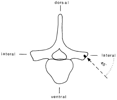 Angle Of Inclination Download Scientific Diagram