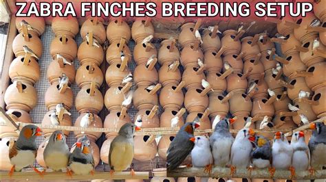 Zebras Finches 300 Breeding Pairs Colony Setup Zebra Finch Setup Syedbirds Youtube