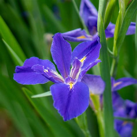 Tennessees State Flower Iris