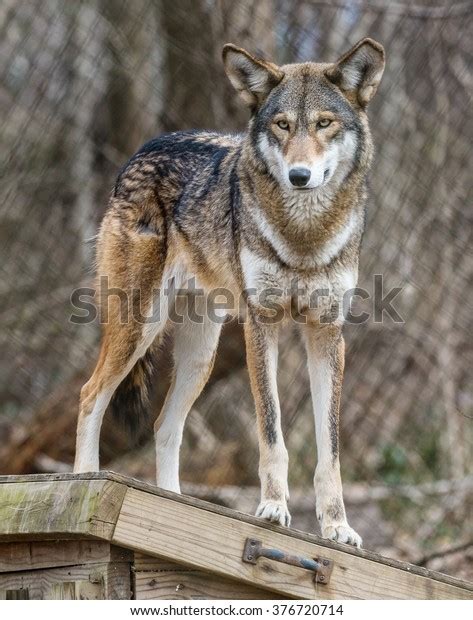 36 Canis Rufus Red Wolf Royalty Free Photos And Stock Images Shutterstock