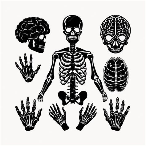 Skeletal And Anatomical Silho Premium Ai Generated Vector