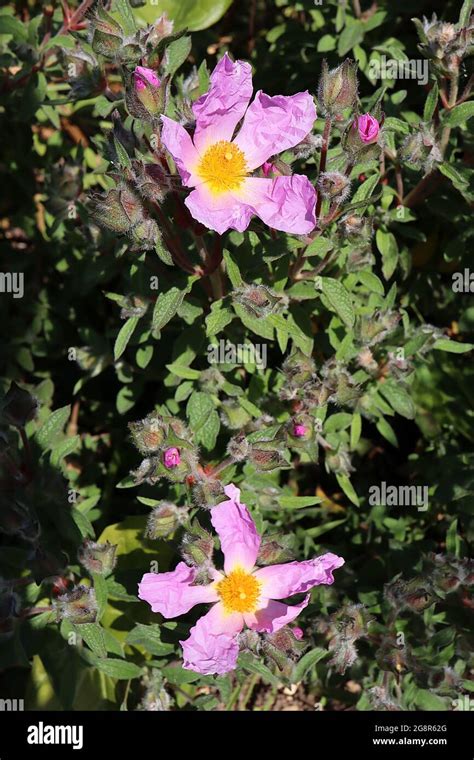 Cistus Creticus Subsp Incanus Pink Rock Rose Slender Crinkly Pink
