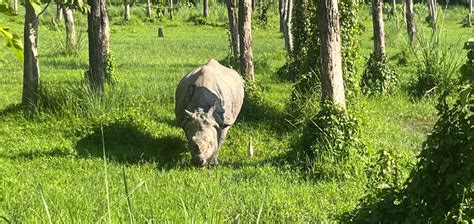 Chitwan Jungle Safari Tour Hello Nepal Treks And Tours