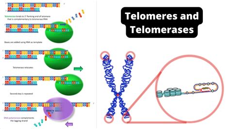 Restriction Enzyme Restriction Endonuclease Definition Types
