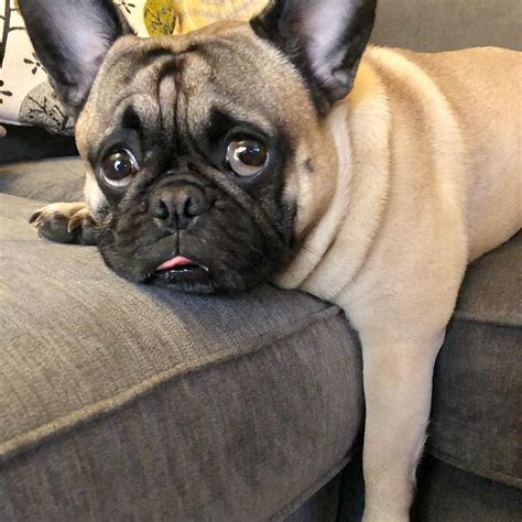 All About The French Bulldog Pug Mix Frenchie Pug French Bulldog