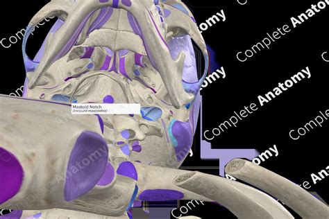 Mastoid Notch Complete Anatomy