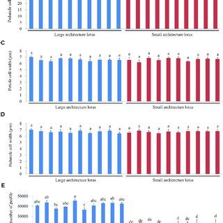 Comparisons Of Cell Length Cell Width And Vertical Cell Number Of Download Scientific