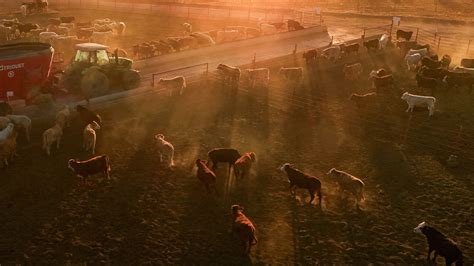Usda Could Halt Mexican Cattle Imports Over Screwworm Concerns Report