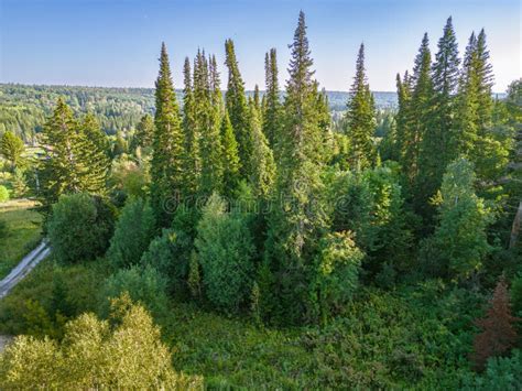 Taiga Is A Mixed Forest Of Coniferous And Deciduous Trees Typical Of