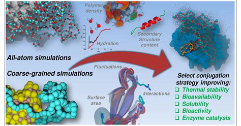 Molecular Dynamics Simulations For Rationalizing Polymer Bioconjugation Strategies Challenges