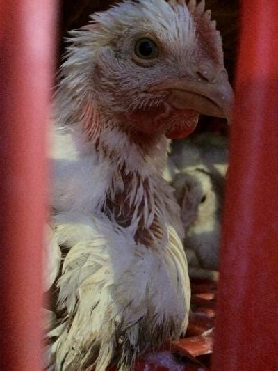 Toronto Chicken Save And Toronto Cow Save August 1 Tumbex