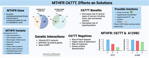 Mthfr How To Check Your Data For C677t And A1298c Genetic Lifehacks