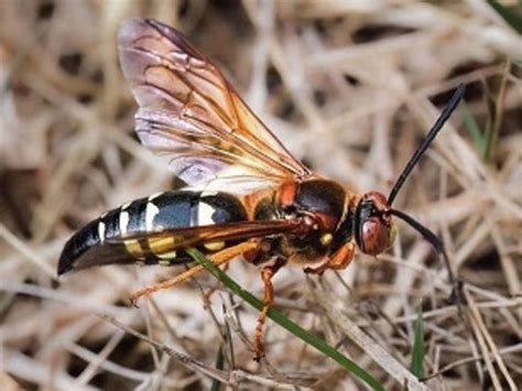 Dont Confuse These Giant Wasps For Asian Murder Hornets