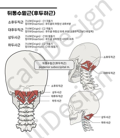 의학그림 메디컬 일러스트 Callidesign On Instagram 함께근육공부 시즌2 근육별기시정지 후두하근뒤통수밑근 기시정지 캘리디자인 메디컬일러스트와 함께