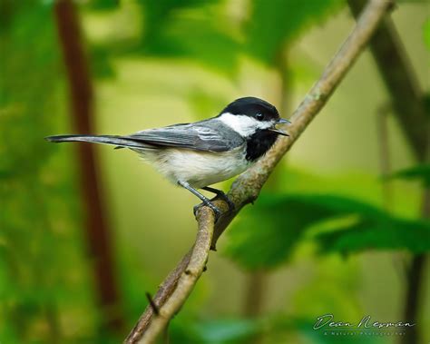 Carolina Chickadee Dean Newman Photography