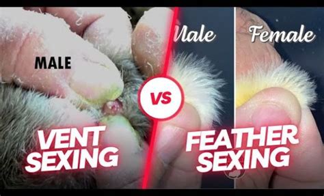 3 Legitimate Methods Successful Sexing Your Chicks