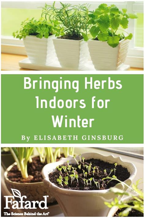 Best 13 Bringing Herbs Indoors For Winter For Fresh Cooking Artofit