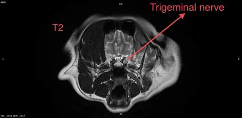 Trigeminal Nerve Sheath Tumor Vets On The Balkans An Online Journal For Veterinarians From