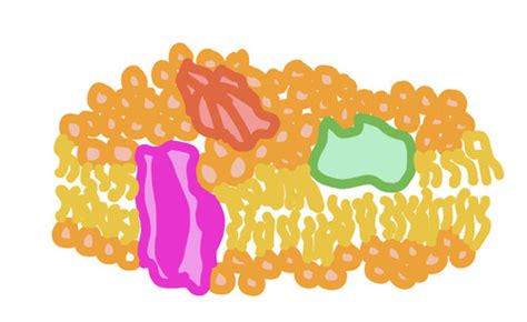 Ap Bio 21 Cell Structure Subcellular Components Flashcards Quizlet