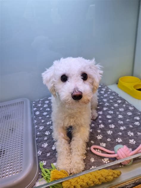 비숑프리제 몽이 보더콜리분양가격 프렌치불독분양가격 빠삐용분양가격 파피용분양가격 사모예드분양가격 스피츠분양가격 시바견분양가격 시베리안허스키분양가격 시츄분양가격 요크셔테리어분양