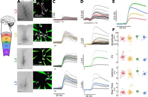 Figures And Data In Sparse Recurrent Excitatory Connectivity In The