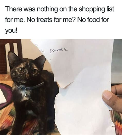 40 Naughty Cats That Deserve Public Shaming Bored Panda