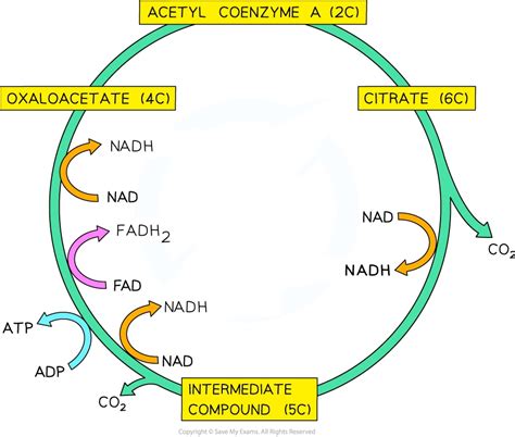 Glycolysis Citric Acid Cycle