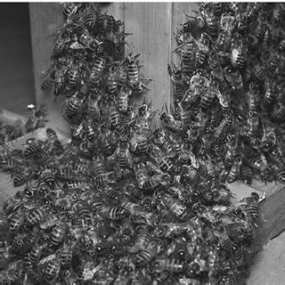 Bee Colonies Have Two Different Female Types And Several Different Download Scientific Diagram