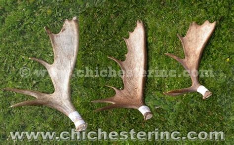 Antlers All About Moose