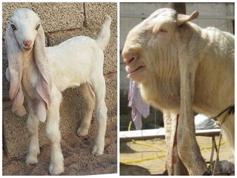 So Cute Until They Grow Up The Damascus Goat Also Known As Aleppo