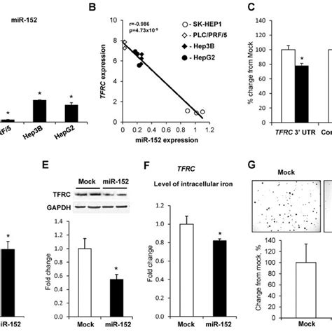 Expression Of Tfrc And Mir 152 In Human Hcc Samples Gene Expression