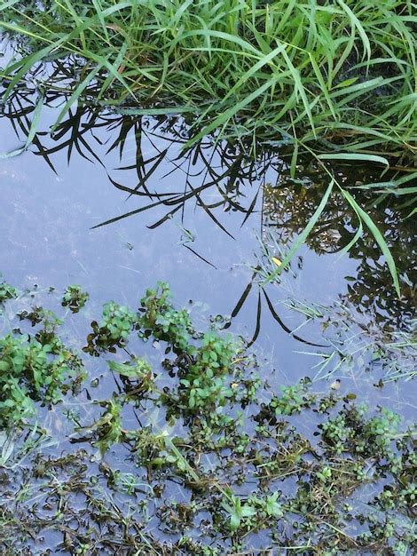 Premium Photo Branches Of Tree Branches