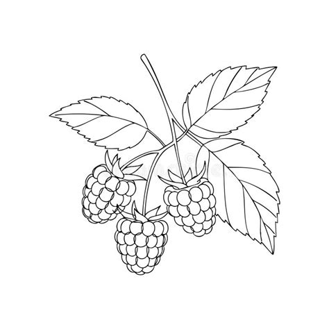 Botanical Drawing Raspberry Stock Illustrations 9124 Botanical