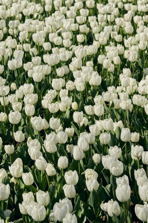 경치 계절 꽃 계절의 꽃 구근 식물 꽃 꽃 농업 꽃 수확 꽃 장식 꽃 풍경 꽃밭 꽃의 풍요 녹색 단풍 농업 농장 대량 심기 봄 봄 꽃 봄 정원