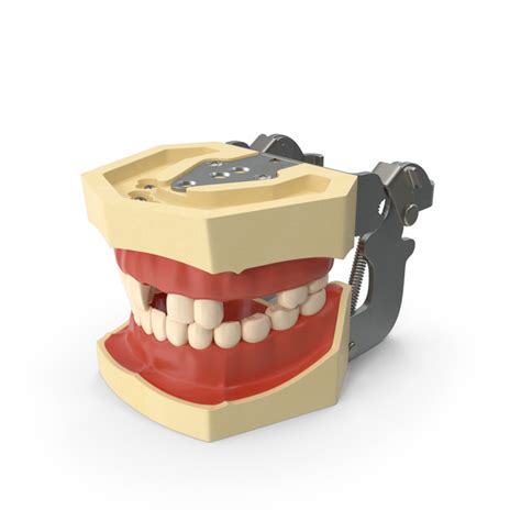 Typodont Teaching Studying Model With Removable Underbite Teeth Png