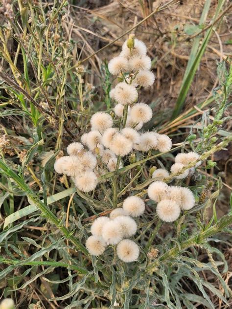 Indian Grass Natural Tree And Flowers Marking Vector Stock Image