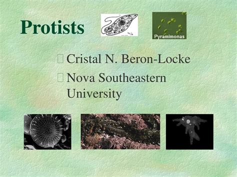 Ppt Protists Powerpoint Presentation Free Download Id 8735320